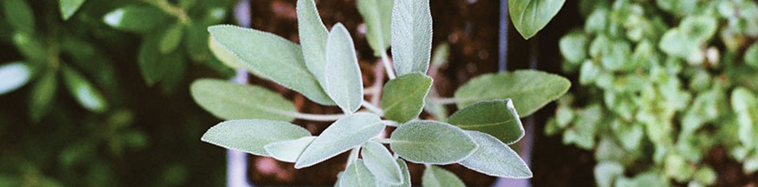 Fertilizer Market on Global Scale | UltraNaturals Fertilizers